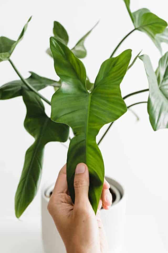 15 Great Climbing Philodendron Varieties to Own