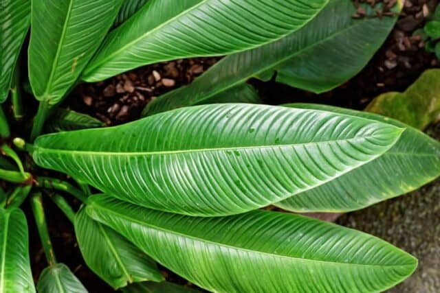 15 Great Climbing Philodendron Varieties to Own