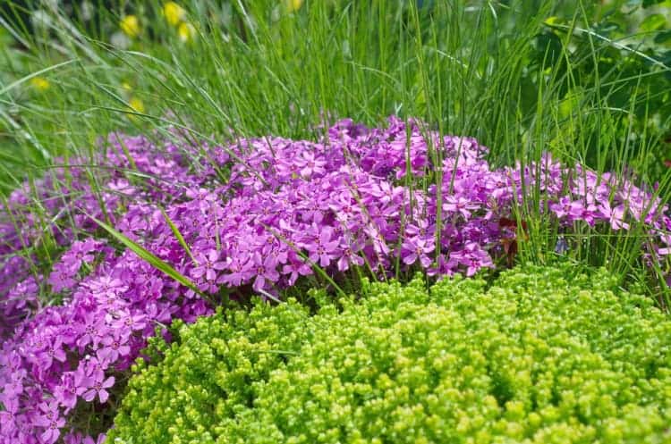 25 Best Plants that Spread Quickly (Covers a Lot of Ground)