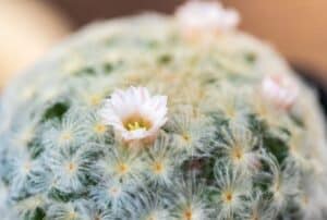How Often Does a Cactus Bloom? Steps to get your Cacti to Flower