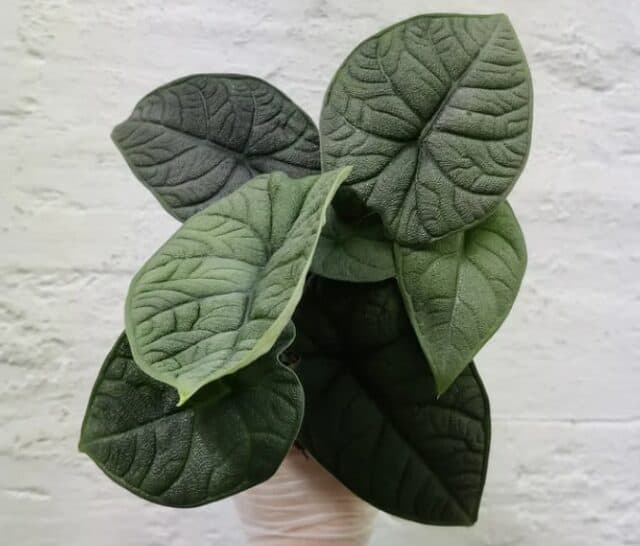 Alocasia Melo Care: Successful Plant Growing Guide