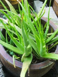 How to Revive a Dying Aloe Vera Plant: Tips to Save your Plant