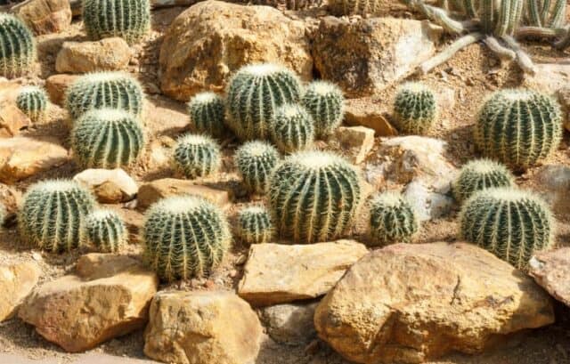 The 10 Cutest Cactus and Types of Cacti You Need in Your Home