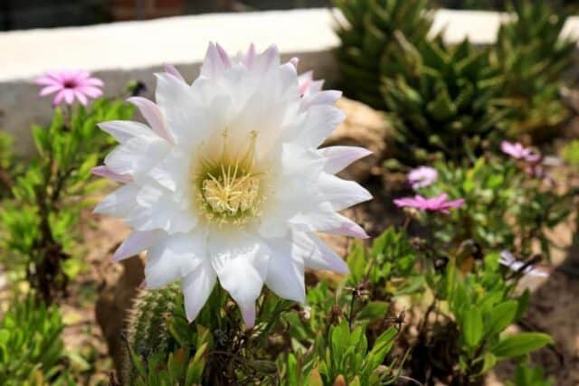 How Often Does a Cactus Bloom? Steps to get your Cacti to Flower