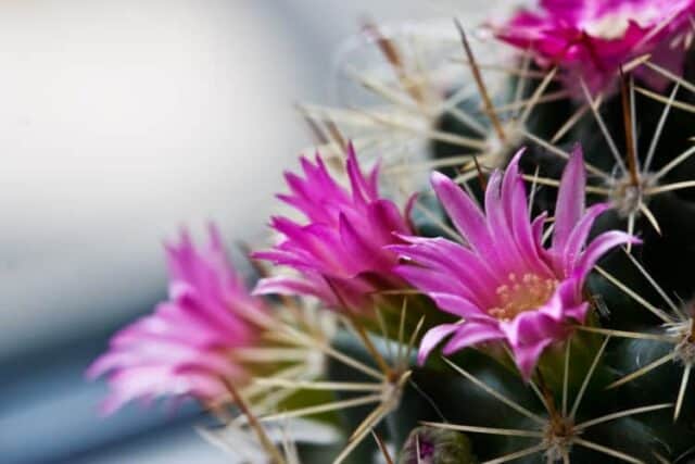 How Often Does a Cactus Bloom? Steps to get your Cacti to Flower