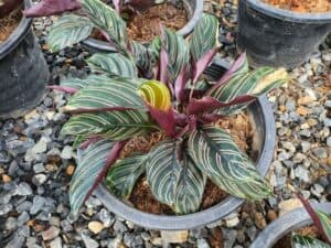 Calathea Ornata Care: Successful Plant Growing Guide