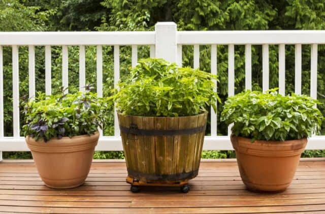 How to Grow Basil in a Pot: Tips for Planting, Growing and Caring for Basil