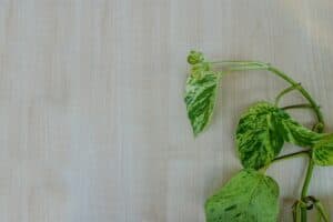 Marble Queen Pothos Care: Successful Plant Growing Guide