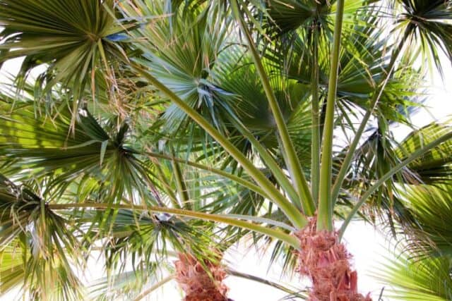 What Is a Palm Frond? The Ultimate Resource