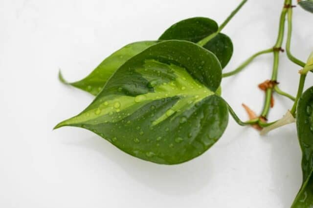Can Philodendron Grow Outside? Everything You Need to Know