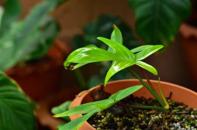 Philodendron Florida Ghost Care: The Ultimate Plant Growing Guide