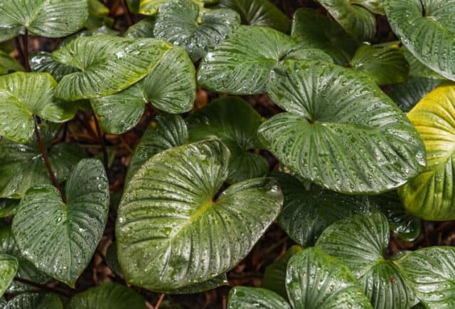 Can Philodendron Grow Outside? Everything You Need to Know