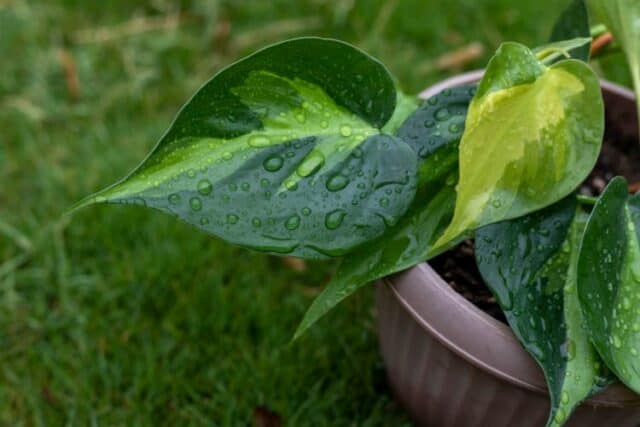 Philodendron Light Requirements: Your Plants Lights Need