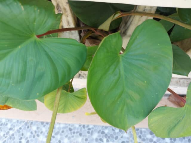 Philodendron Rugosum Care: Successful Plant Growing Guide