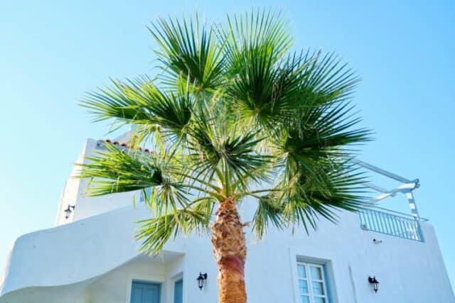 What Is a Palm Frond? The Ultimate Resource