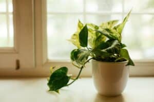 How to Fix an Overwatered Pothos: Tips To Correct This Problem