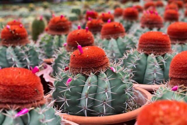 How Often Does a Cactus Bloom? Steps to get your Cacti to Flower