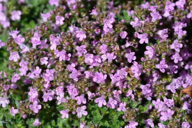 25 Best Plants that Spread Quickly (Covers a Lot of Ground)