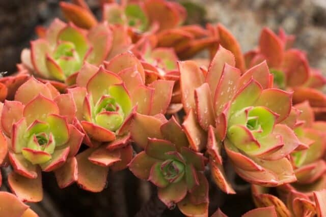 39 Plants That Grow on Rocks in Your Home Garden