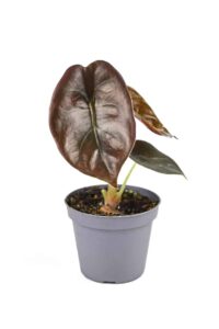 Best Alocasia Types to Grow: Our Favourite Alocasia Variety Plants