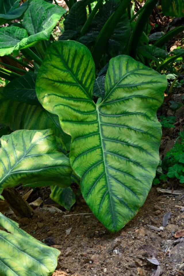 Best Alocasia Types to Grow: Our Favourite Alocasia Variety Plants