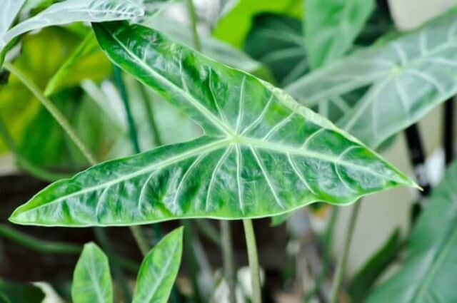 Best Alocasia Types to Grow: Our Favourite Alocasia Variety Plants
