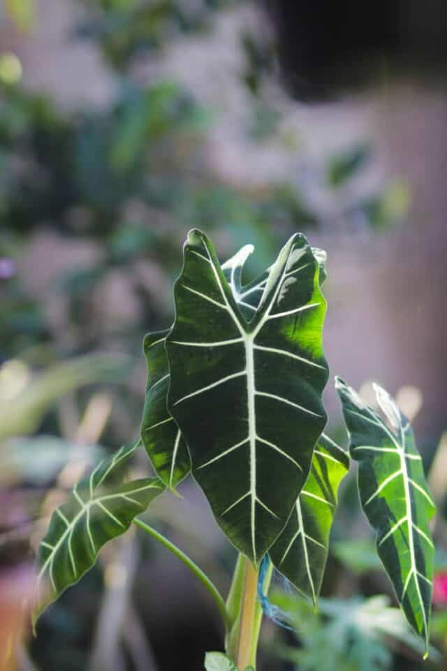 Best Alocasia Types to Grow: Our Favourite Alocasia Variety Plants