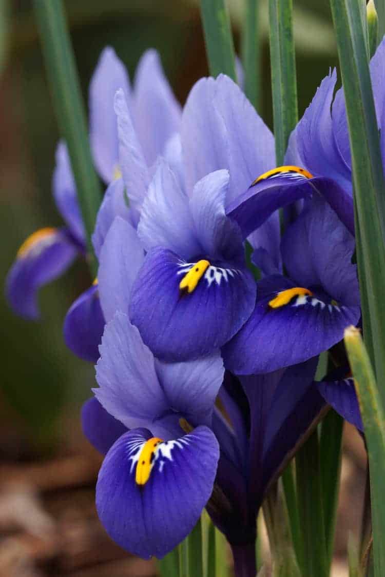 39 Plants That Grow on Rocks in Your Home Garden