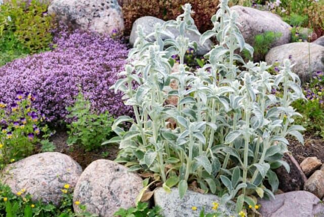 39 Plants That Grow on Rocks in Your Home Garden