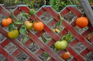 Vegetables That Grow Above the Ground: The Ultimate Guide