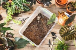 Best Alocasia Soil Mix: A Great Plant Potting Mix Recipe