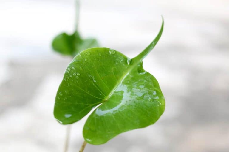 Best Alocasia Types to Grow: Our Favourite Alocasia Variety Plants