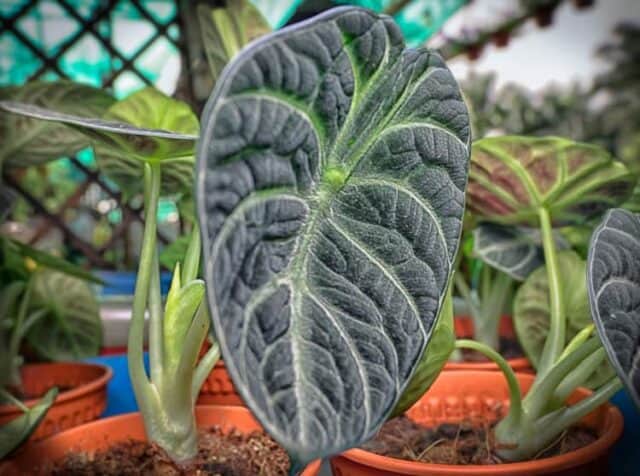Best Alocasia Types to Grow: Our Favourite Alocasia Variety Plants