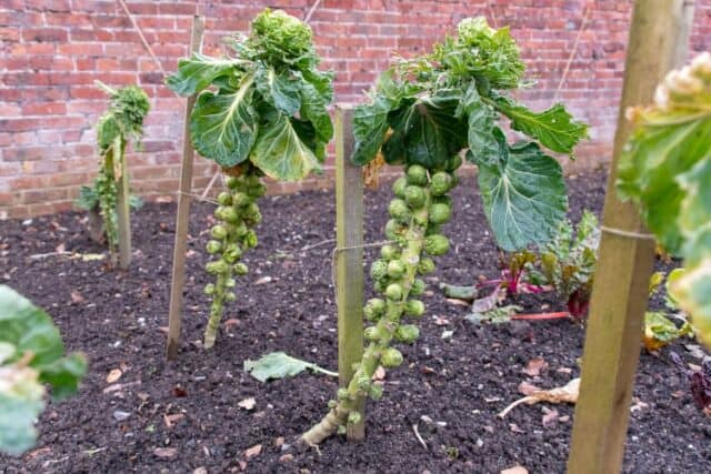 Vegetables That Grow Above the Ground: The Ultimate Guide