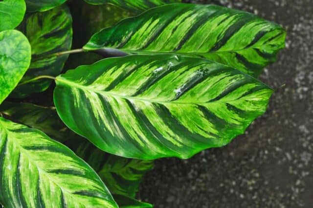 Calathea Louisae Care: Successful Plant Growing Guide