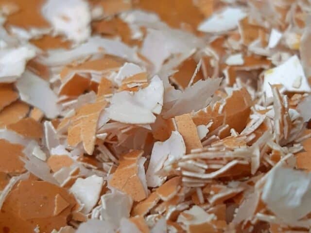Eggshells in the Garden- Incredible Uses for your Plants