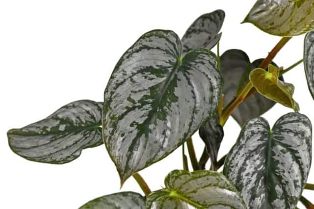 Philodendron Brandtianum Care: Successful Plant Growing Guide