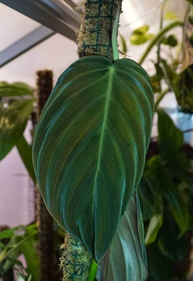 The Best Large Philodendron Plants to Grow : Large Leaf Varieties