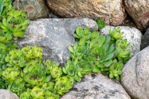 39 Plants That Grow on Rocks in Your Home Garden