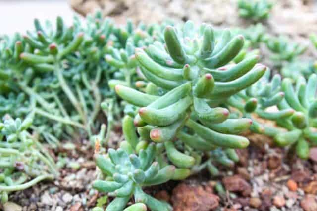 39 Plants That Grow on Rocks in Your Home Garden