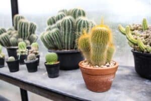 How Often to Water a Cactus? A Detailed Schedule and Guide