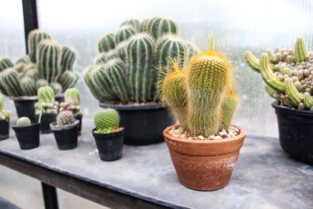 How Often to Water a Cactus? A Detailed Schedule and Guide