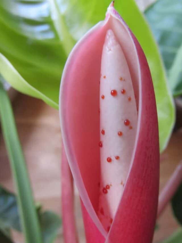 Do Philodendrons Flower: How to Grow and Flower