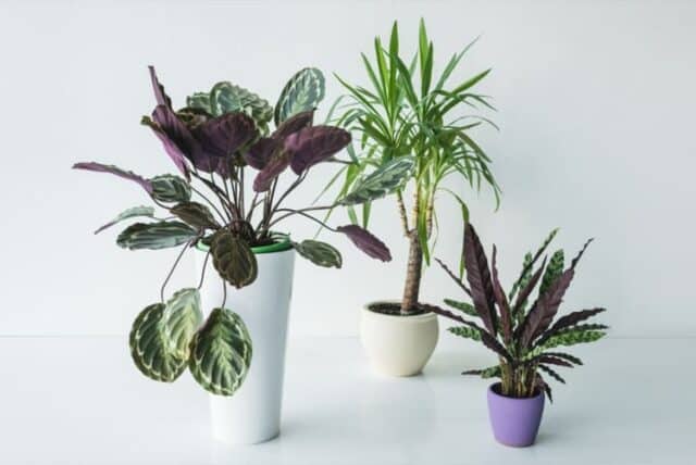 The Best Calathea Soil Mix - A Perfect Potting Mix Recipe