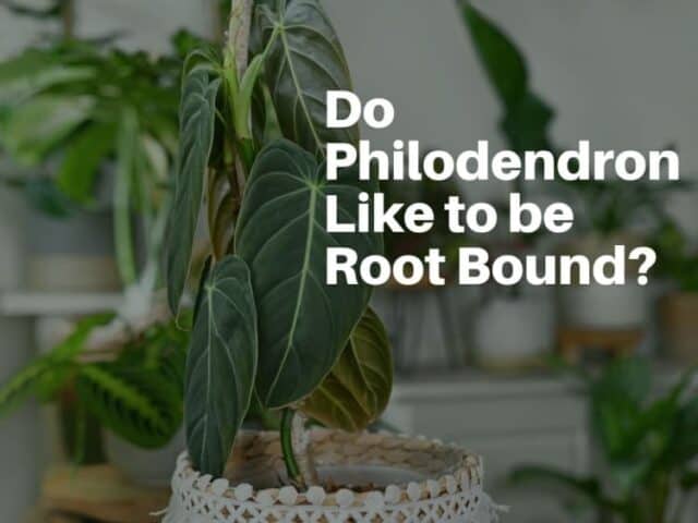 Do Philodendron Like to be Root Bound? Guide to Repot