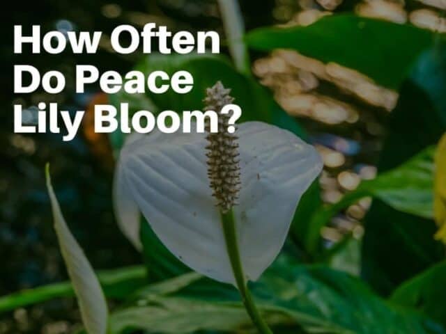 How Often Do Peace Lily Bloom? Plant Requirements and Advice