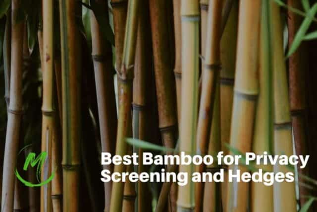The Best Bamboo for Privacy Screening and Hedges