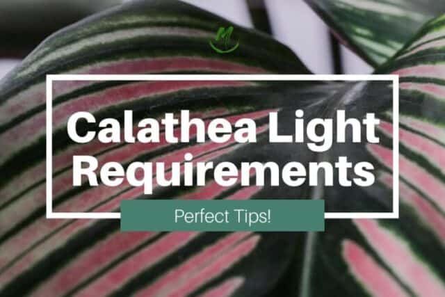 Calathea Light Requirements: The Perfect Light for Calatheas