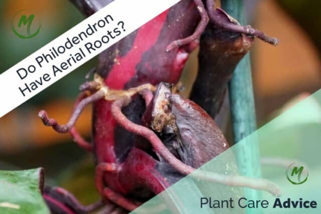 Do Philodendrons Have Aerial Roots?