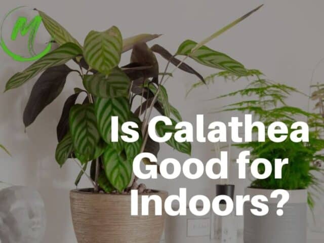 Is Calathea Good for Indoors? How to Grow and Care for Calathea Plants ...